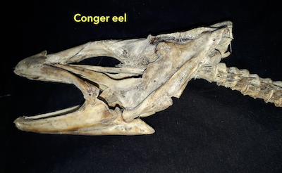 Dr Vija Sodera FRCS – Minor Surgery Series